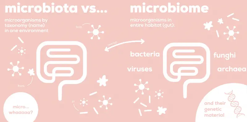 Gut Microbiome Vs Microbiota (Infographic) - The Gut Stuff