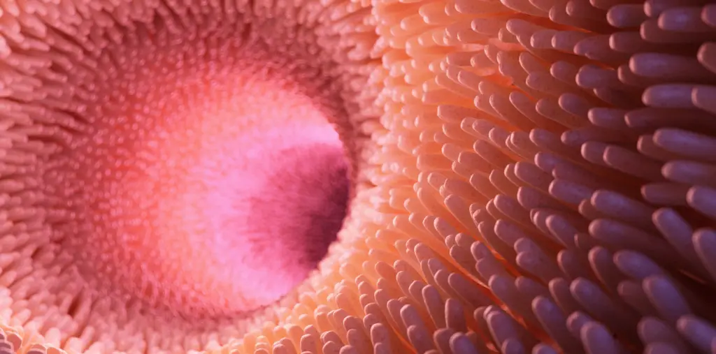 What Is The Gut? Biology Lesson Time - The Gut Stuff