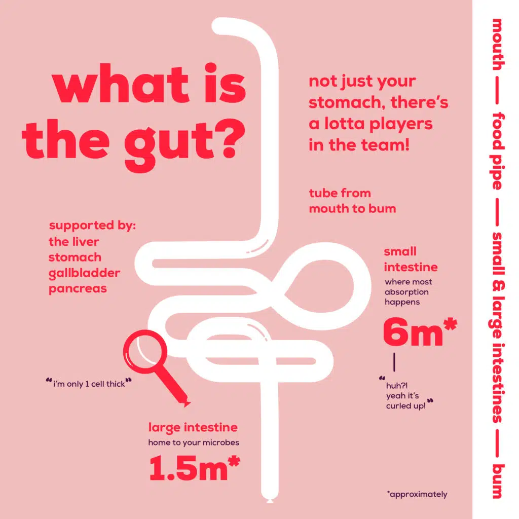 What Is The Gut? Biology Lesson Time - The Gut Stuff