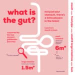 What Is The Gut? Biology Lesson Time - The Gut Stuff