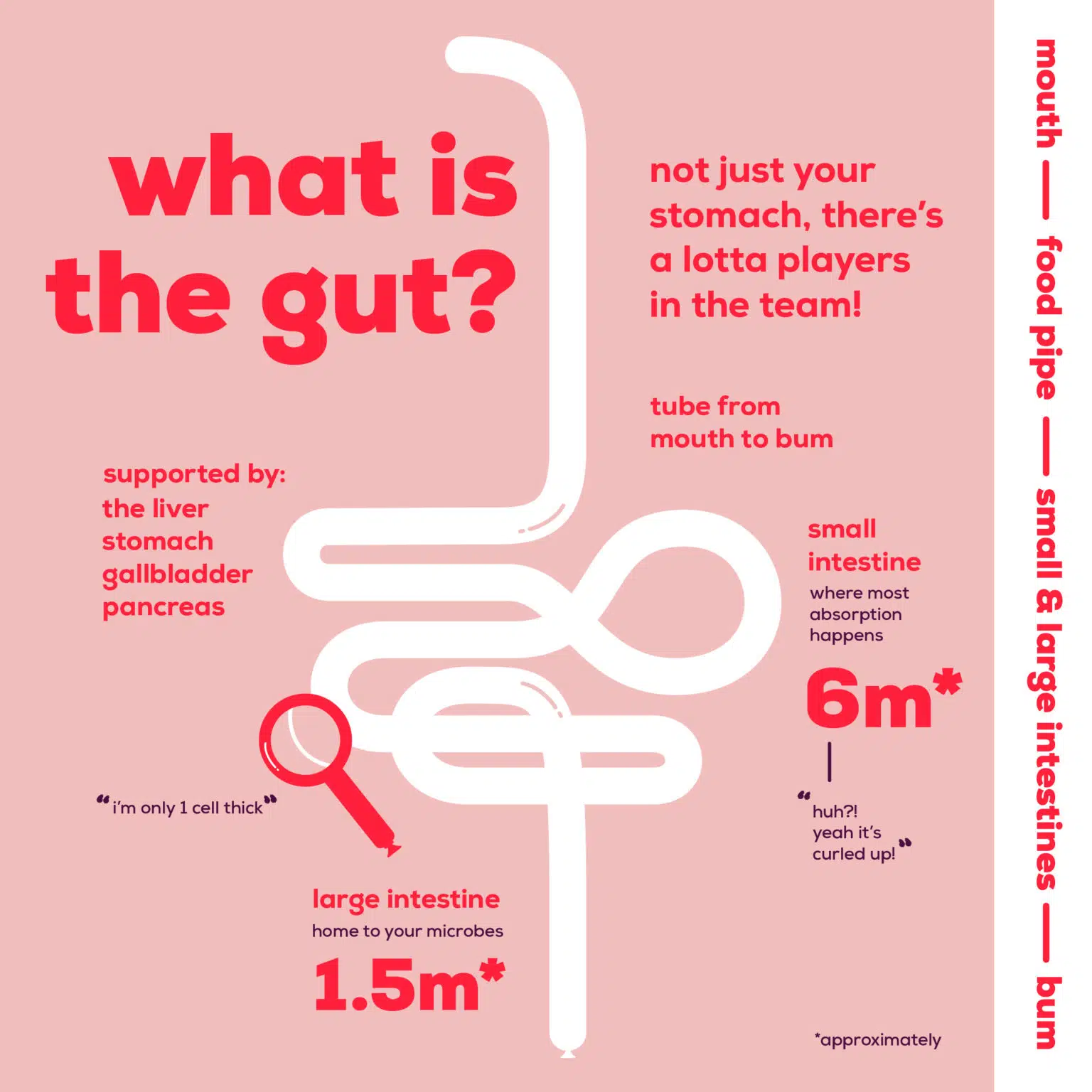 What Is The Gut? Biology Lesson Time - The Gut Stuff